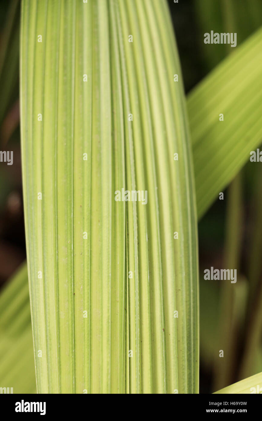 One separate green leaf of spring season Stock Photo - Alamy