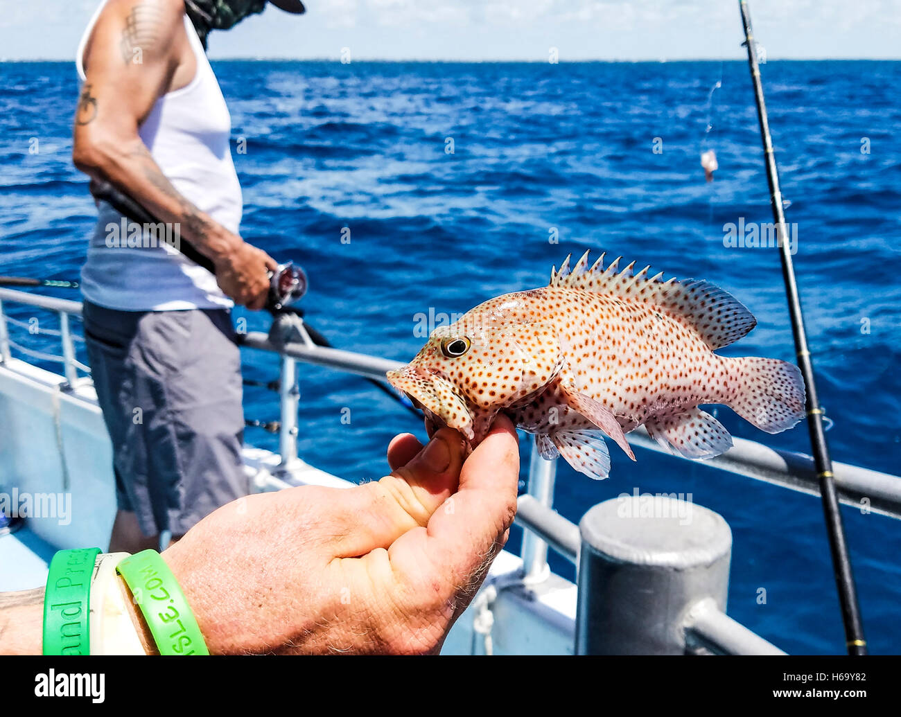 Strawberry Grouper
