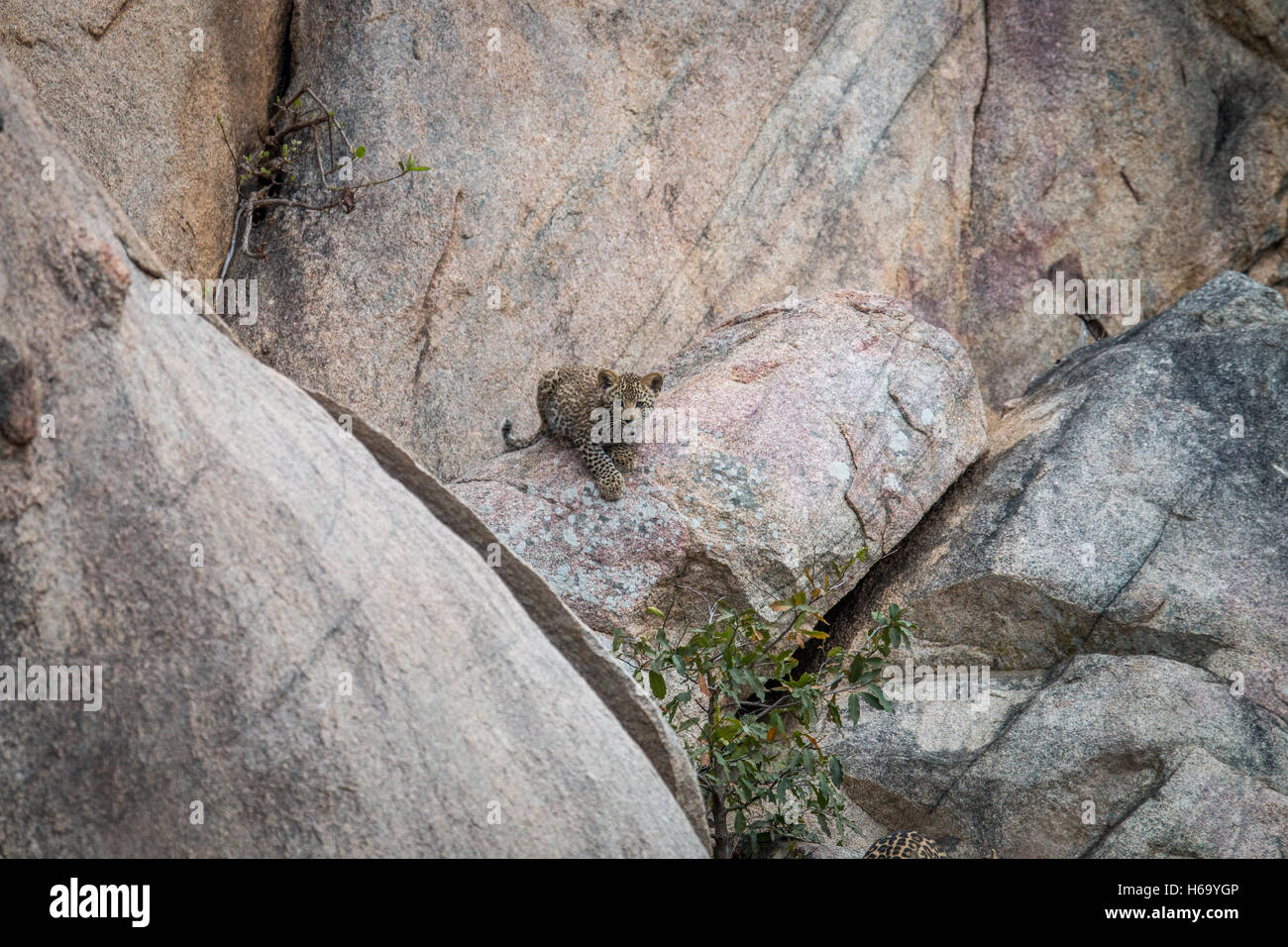 Leopard cub sitting on rocks in the Kruger National Park, South Africa ...