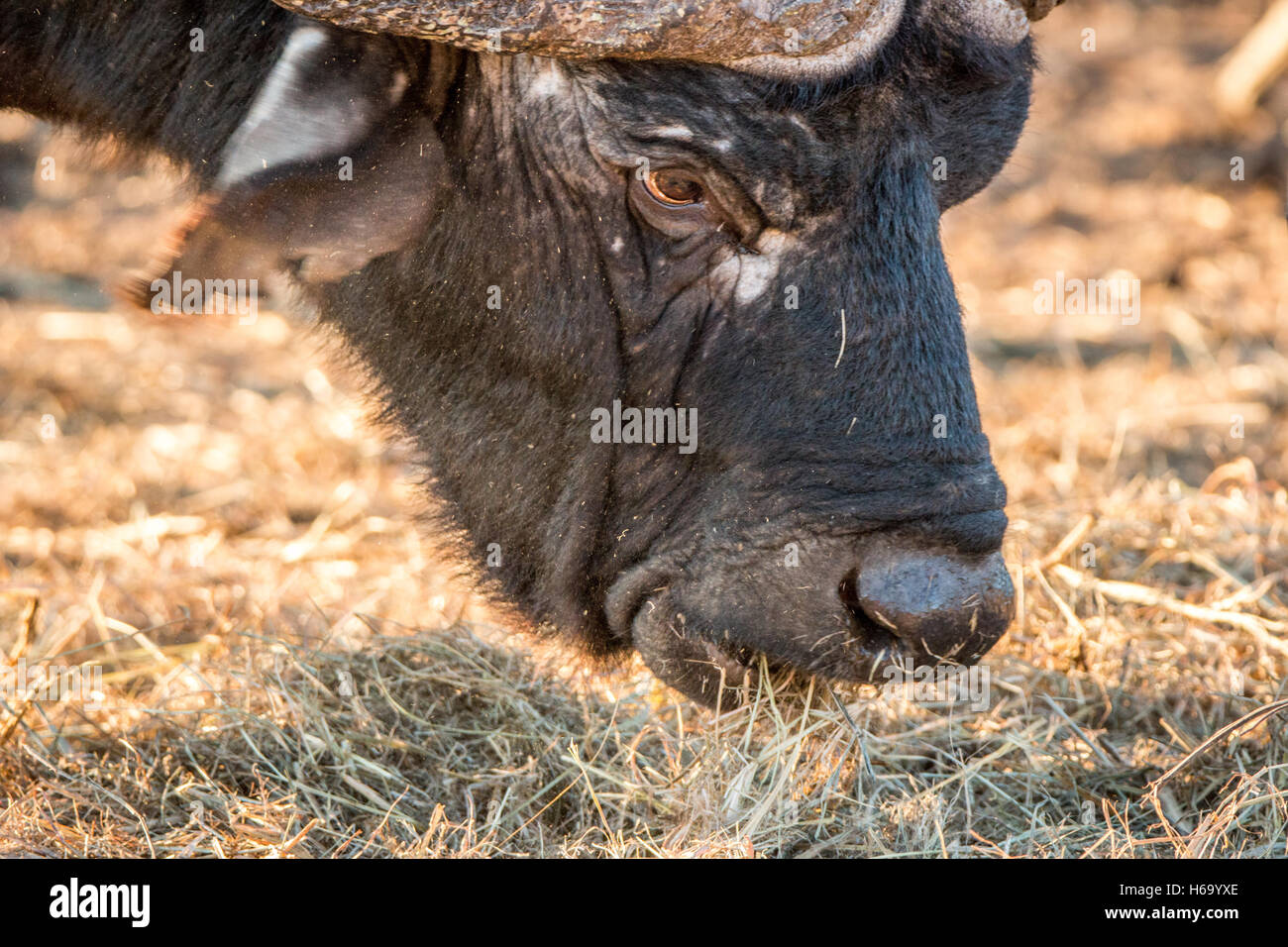 Close up of an African buffalo eating in the Kruger National Park ...