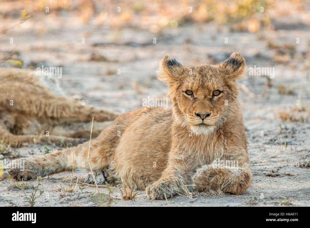 Angry lion cub hi-res stock photography and images - Alamy