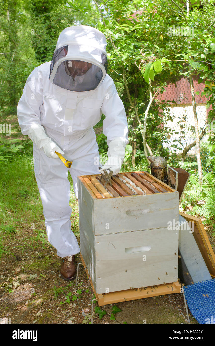 apiary work career Stock Photo - Alamy