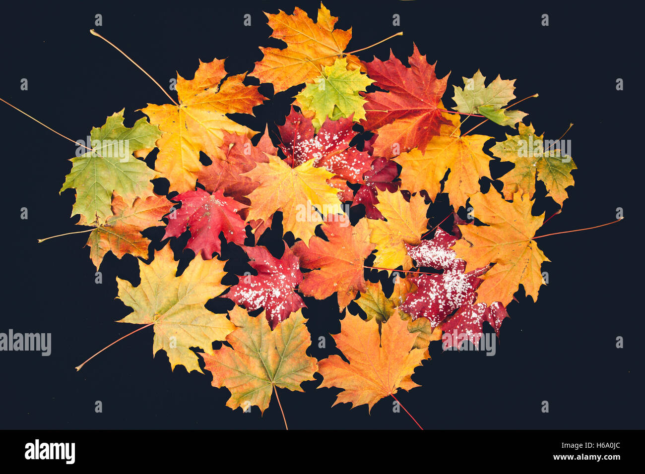 autumn leaf on black background Stock Photo - Alamy