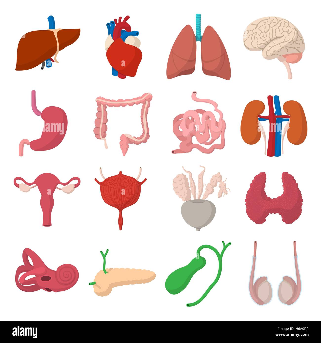 Internal organs cartoon icons Stock Vector Image & Art - Alamy