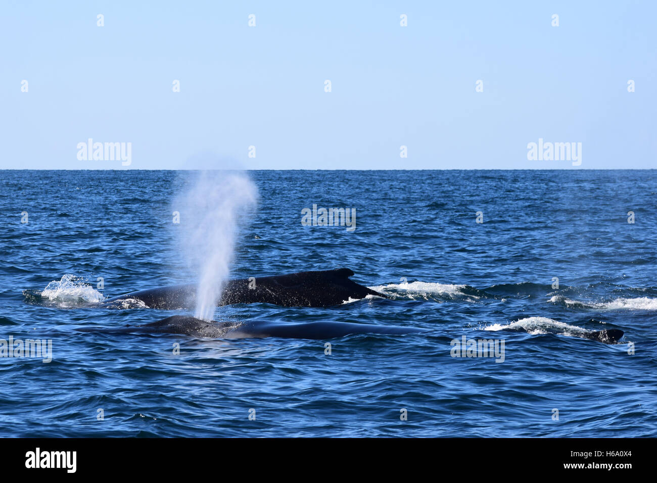 Two humpback whales in the Bay of Fundy Stock Photo - Alamy