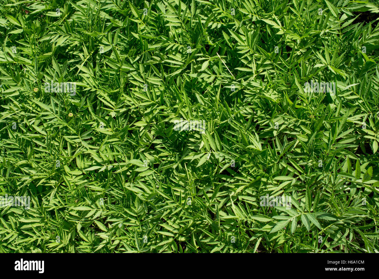 Green leaves of the spring season Stock Photo - Alamy