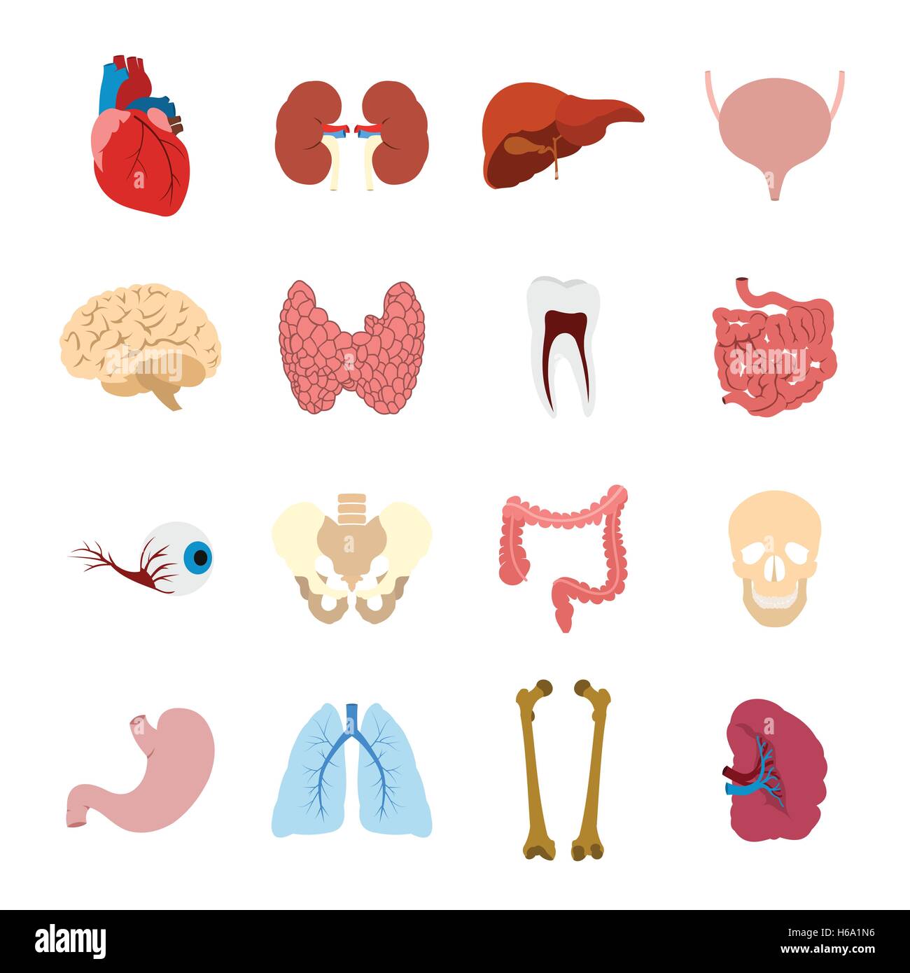 Internal organs flat icons Stock Vector Image & Art - Alamy