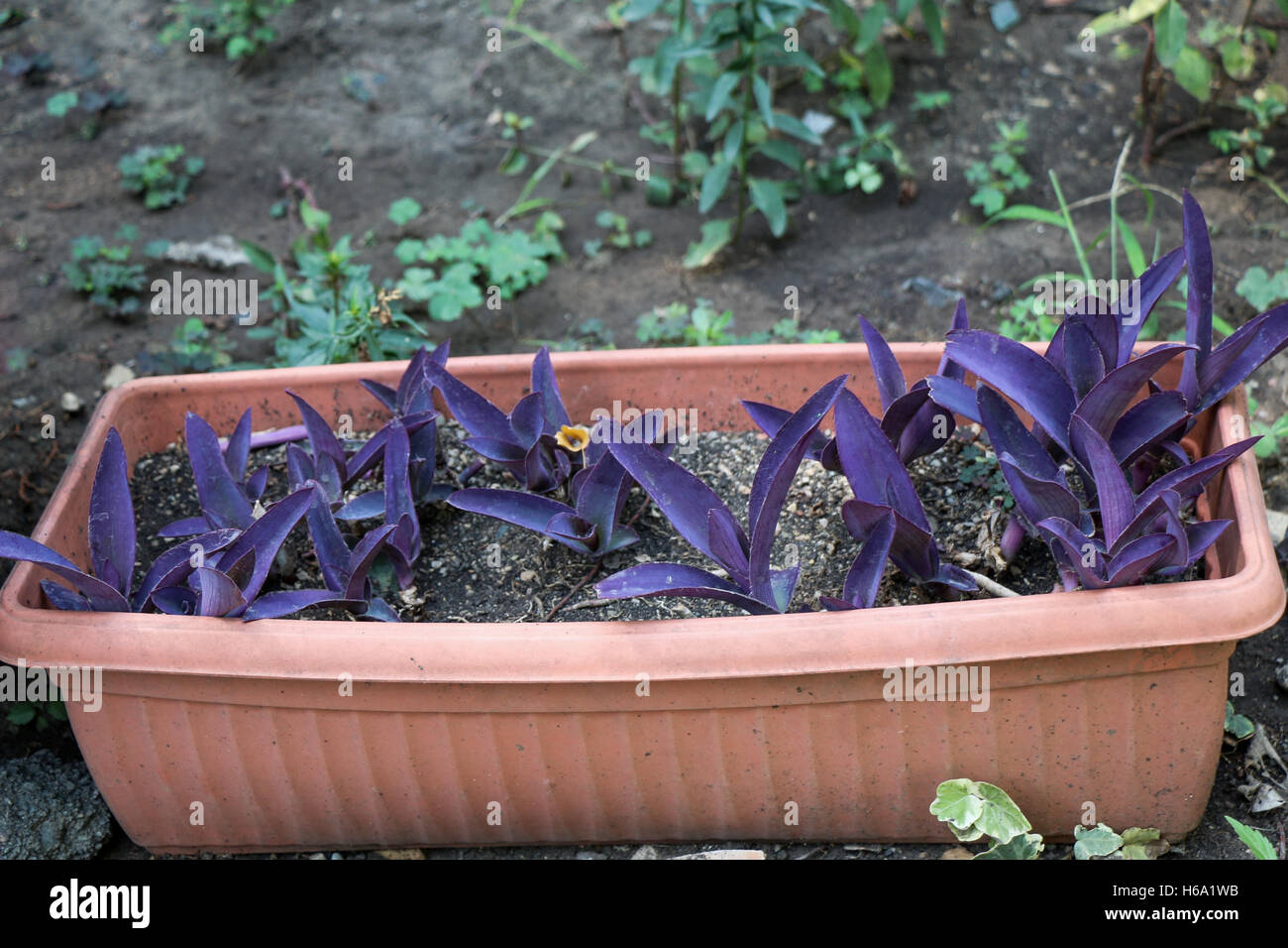Flowers in flower pot in a botanical garden section Stock Photo - Alamy