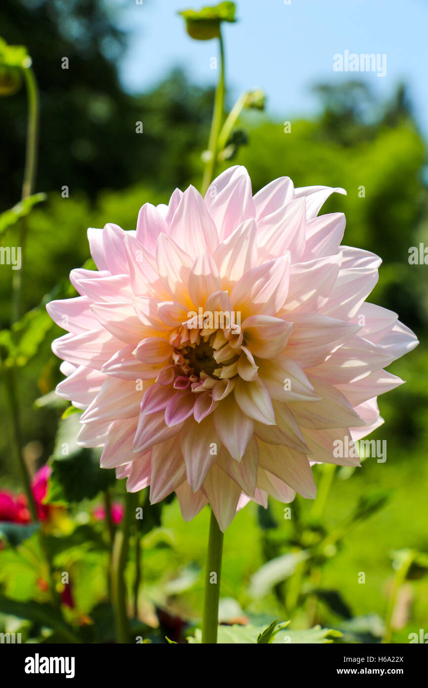 Beautiful fresh flowers in nature background Stock Photo - Alamy