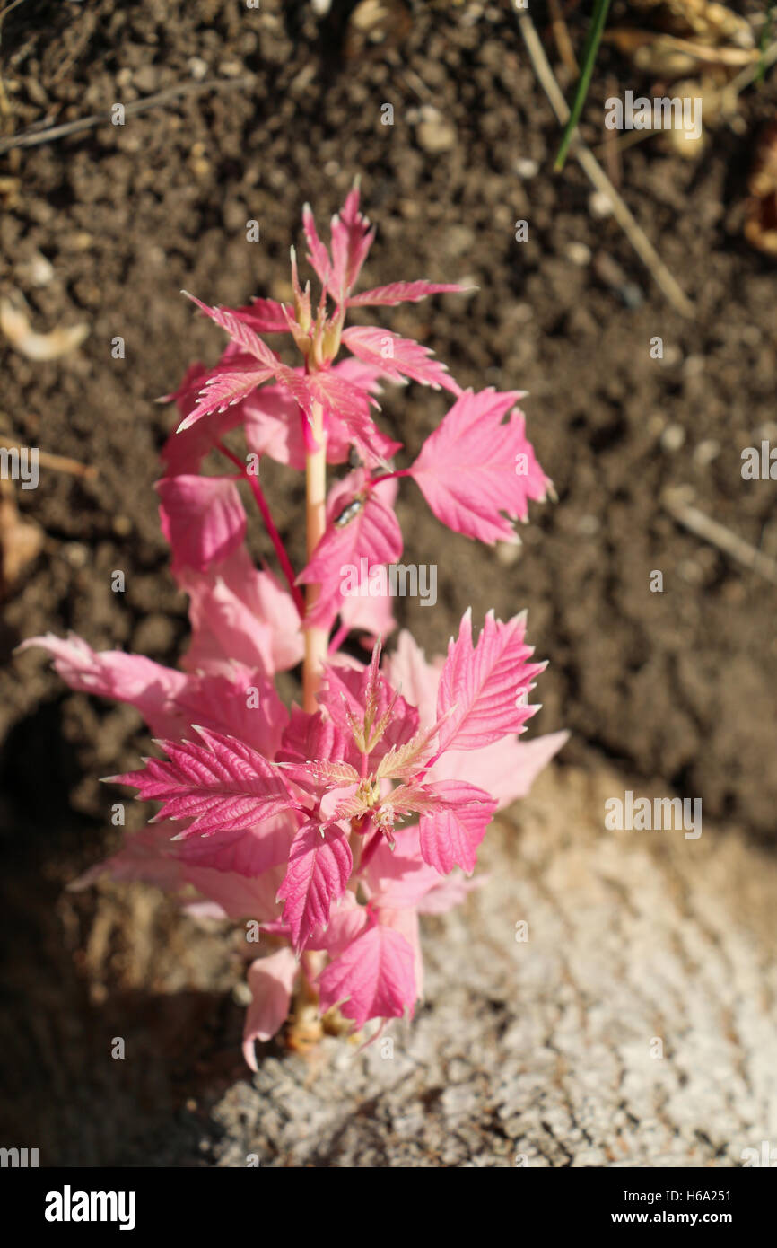 Green leaves of the spring season Stock Photo - Alamy