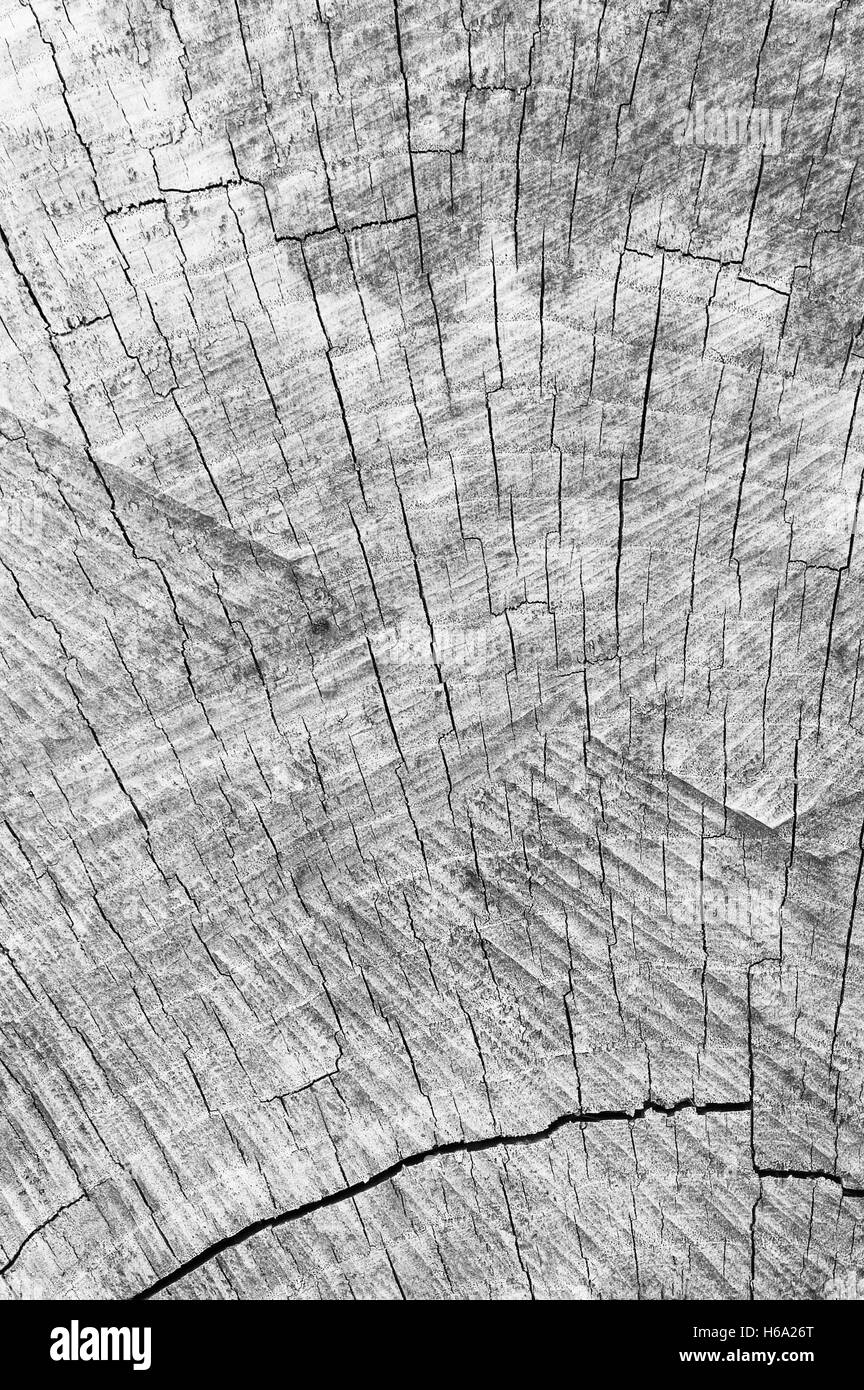 Natural Weathered Gray Tree Stump Cut Texture, Large Detailed Vertical ...