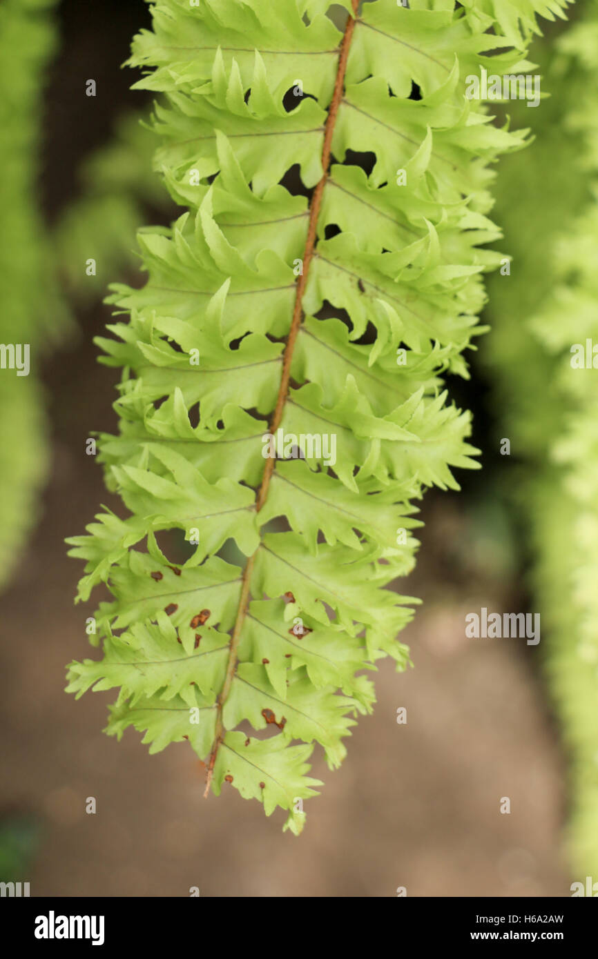 One separate green leaf of spring season Stock Photo - Alamy