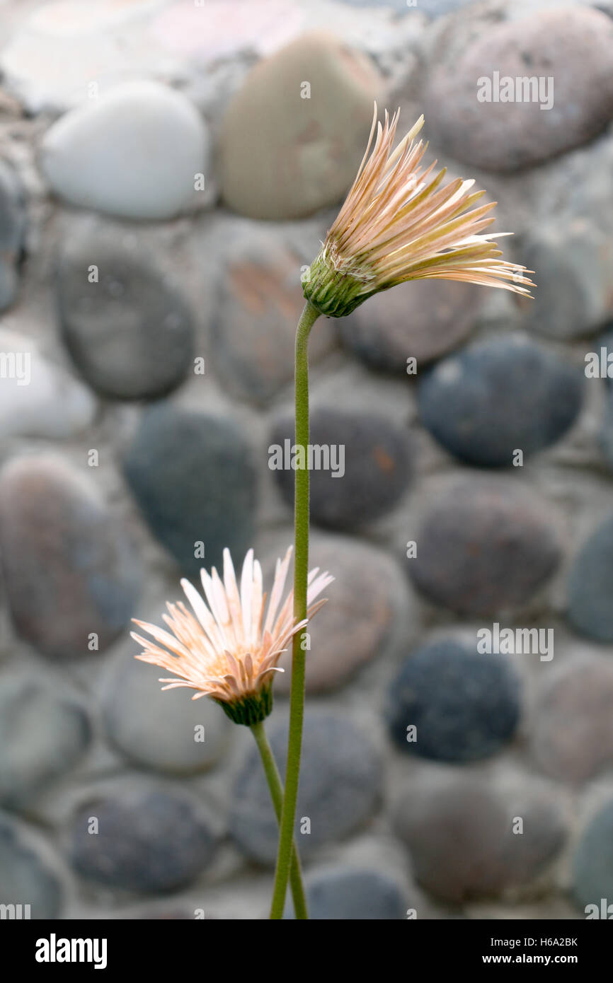 Beautiful fresh flowers in nature background Stock Photo - Alamy