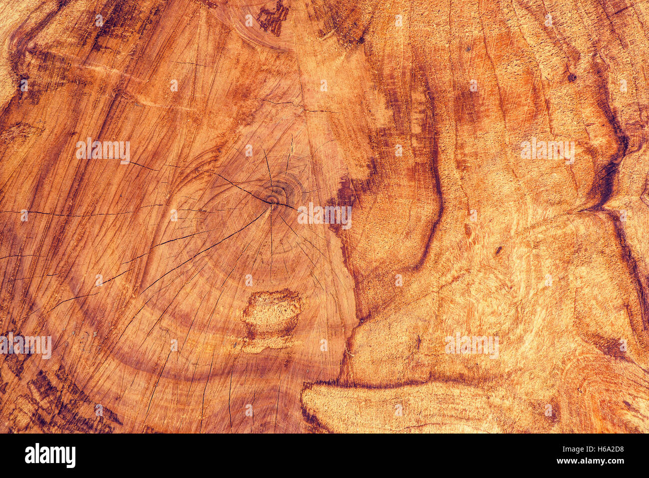 Ash tree trunk cross section, detailed macro texture Stock Photo - Alamy