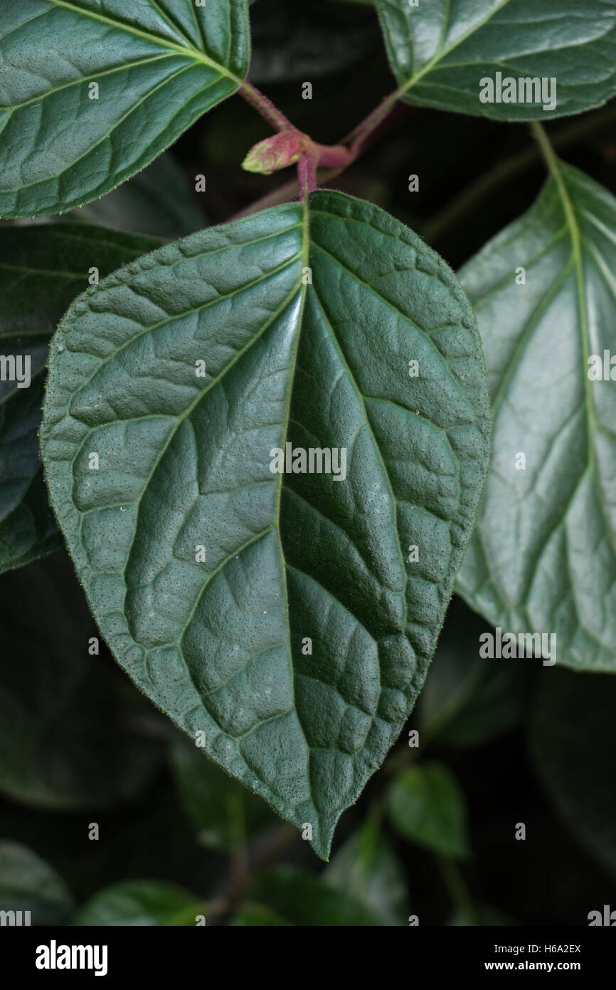 One separate green leaf of spring season Stock Photo - Alamy