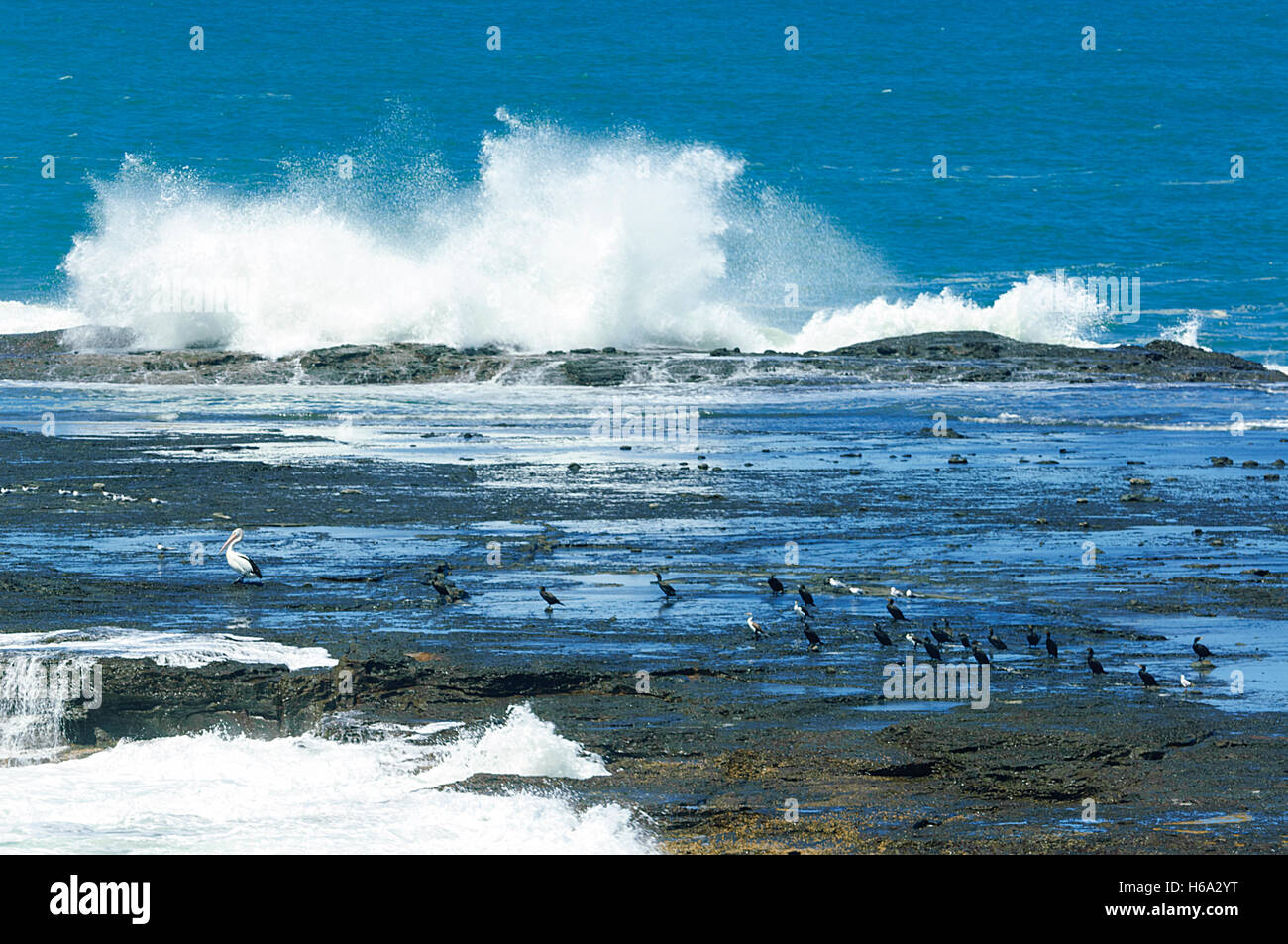 Australian seabirds hi-res stock photography and images - Alamy