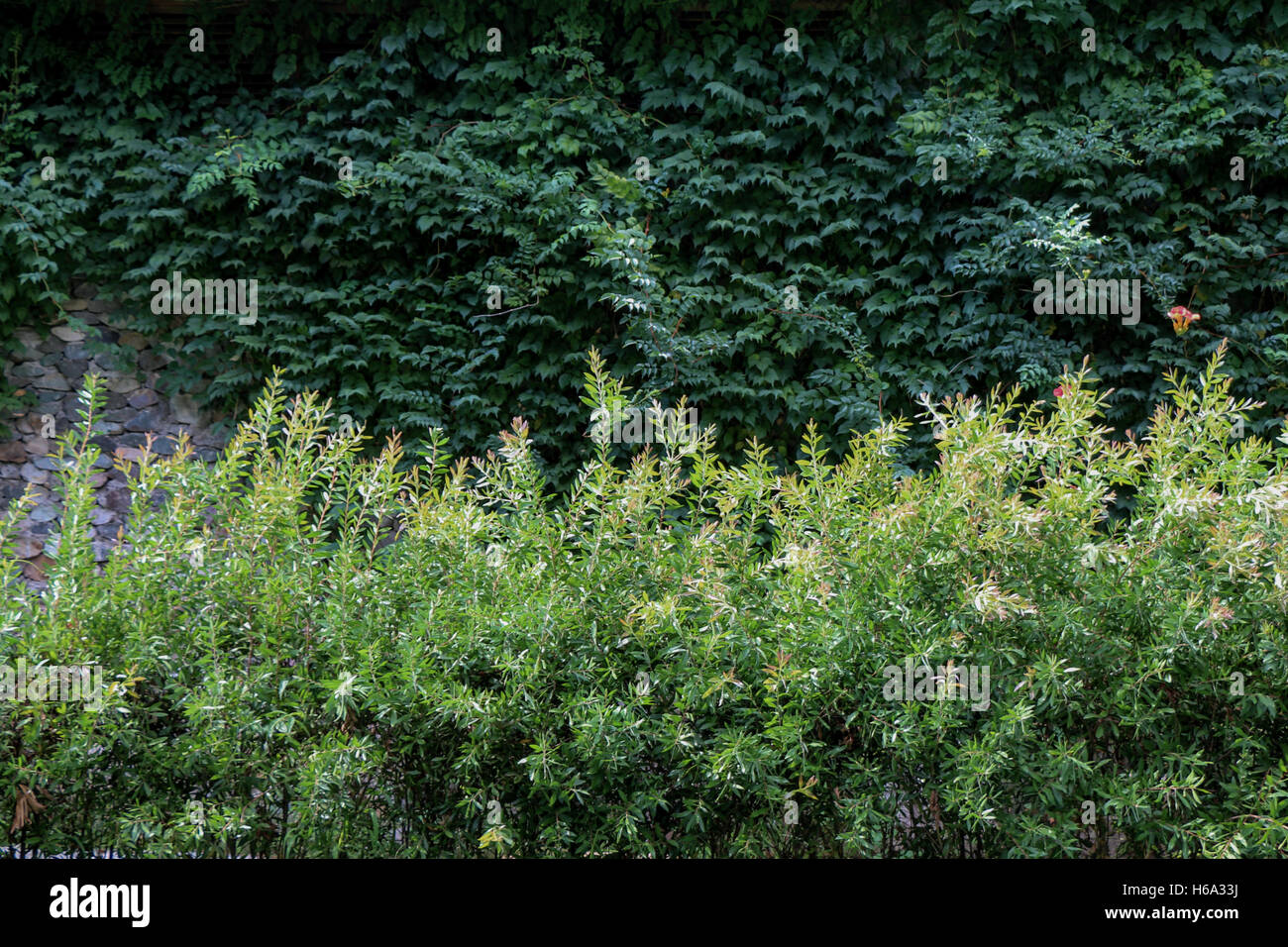 Green leaves of the spring season Stock Photo - Alamy