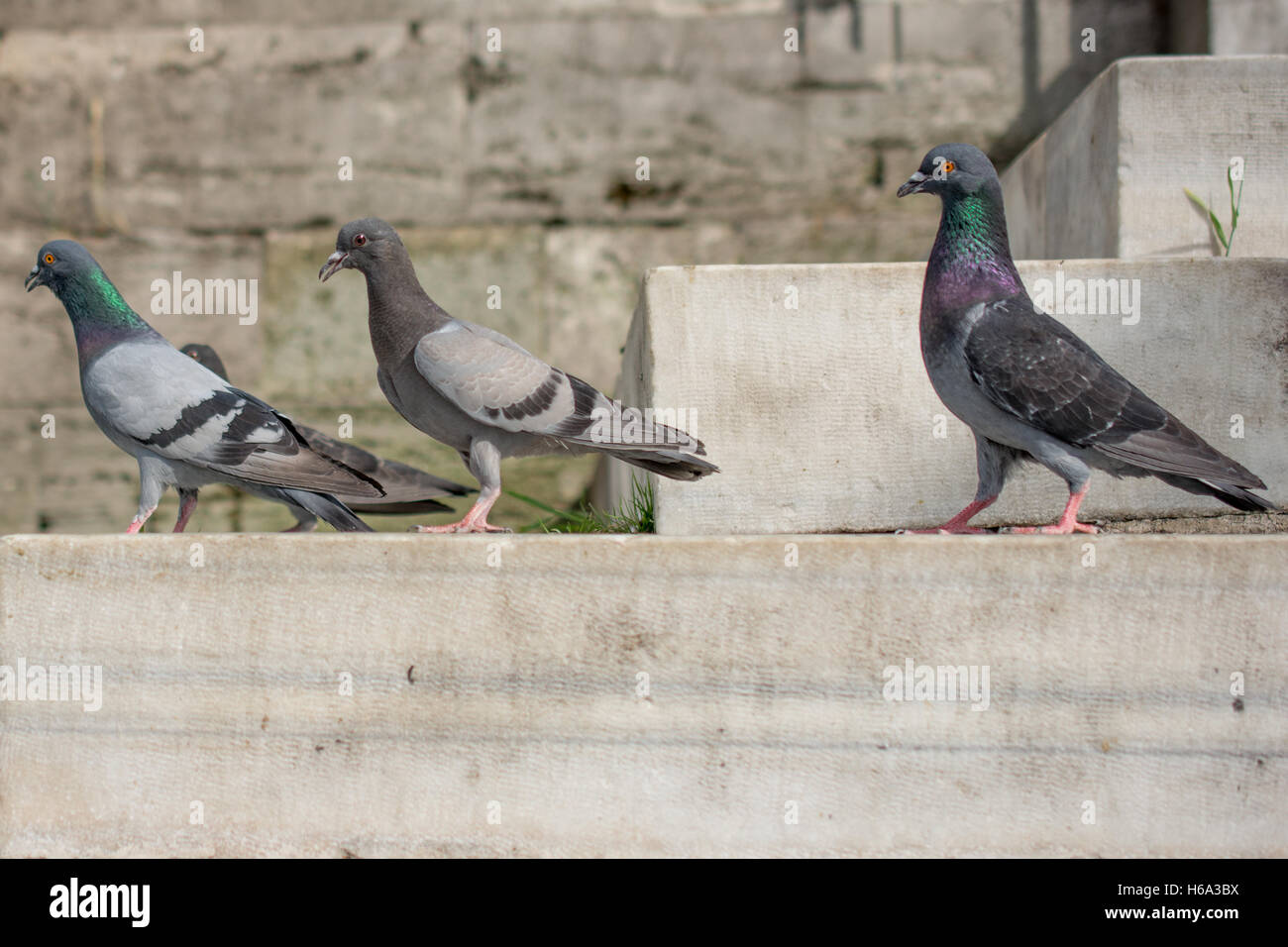Lonely bird lives in the natural environment Stock Photo - Alamy