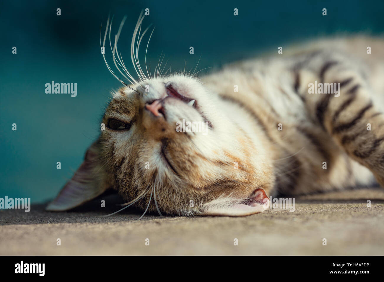 Portrait of a happy sleeping cat Stock Photo - Alamy