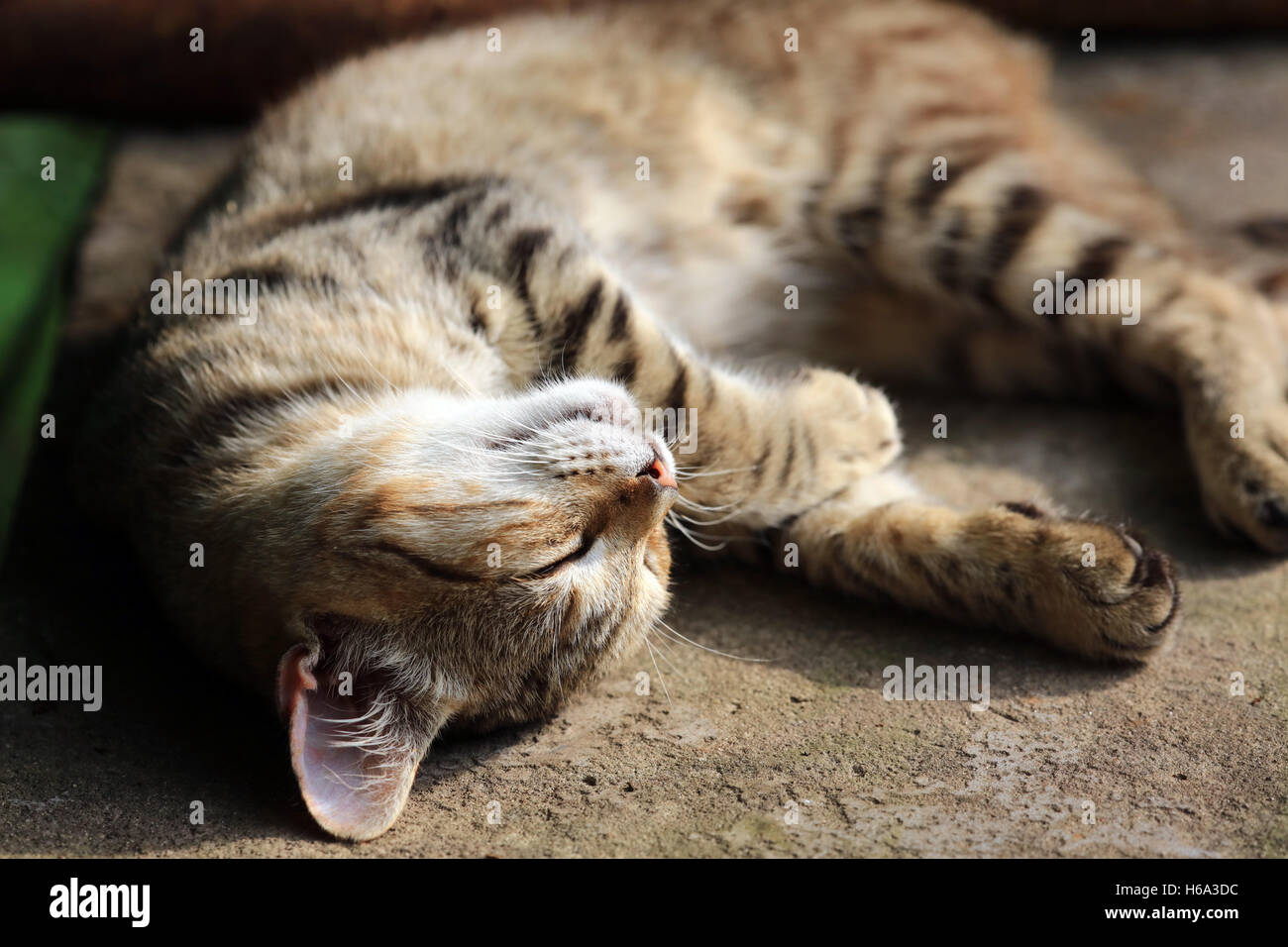 Portrait of a happy sleeping cat Stock Photo - Alamy