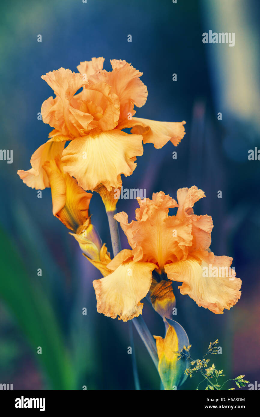 Bunch of iris hi-res stock photography and images - Alamy
