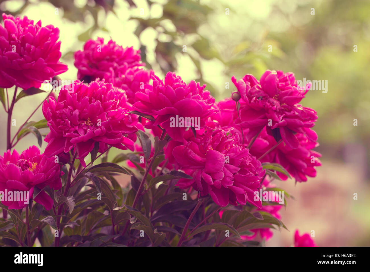 Garden red peonies hi-res stock photography and images - Alamy
