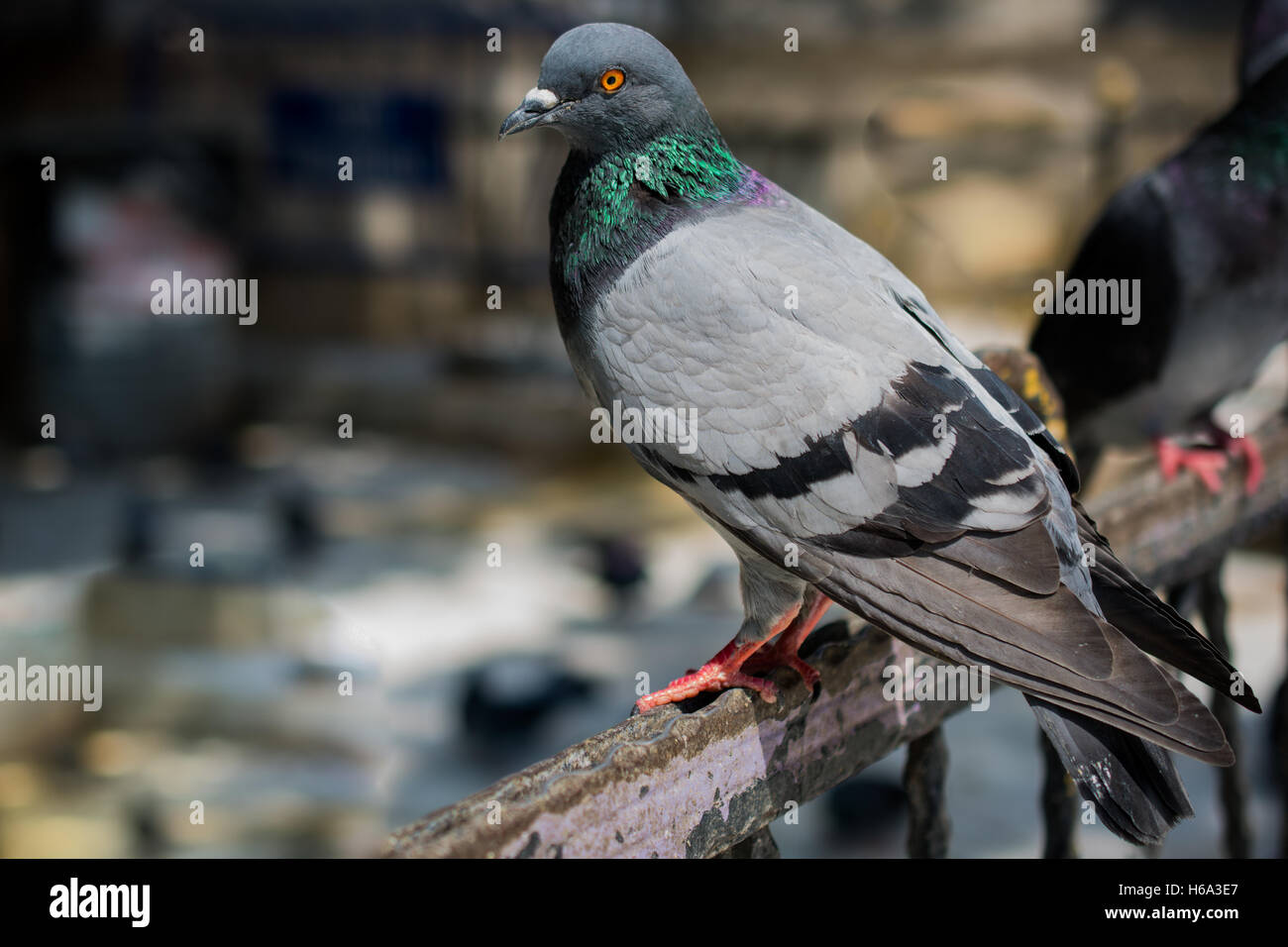 Lonely bird lives in the natural environment Stock Photo - Alamy