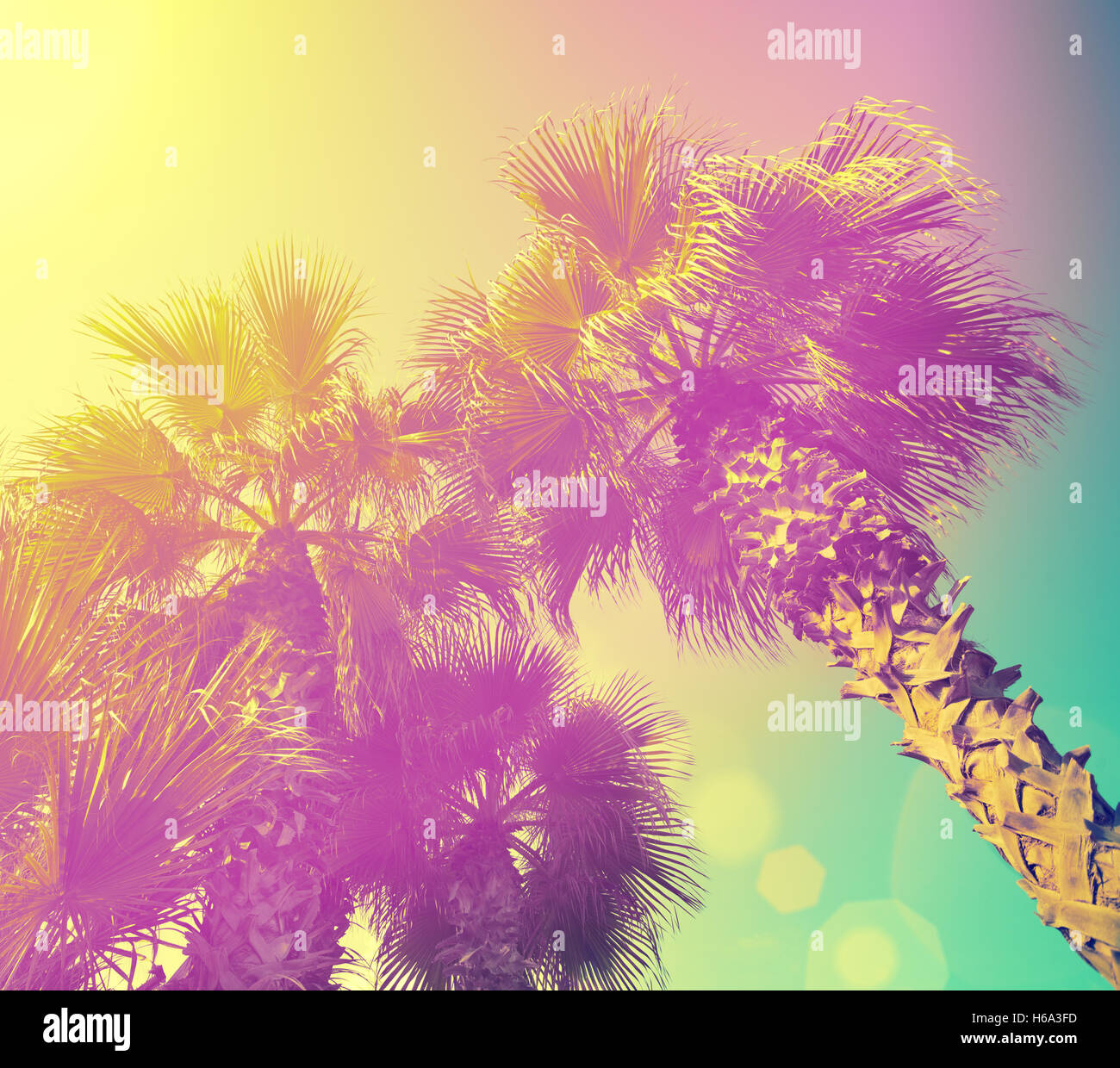 Palm trees at purple yellow sunlight Stock Photo - Alamy