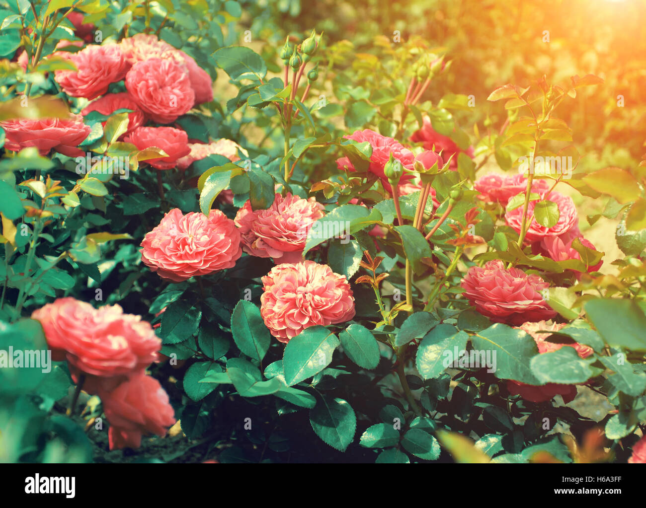 Rose Plantation High Resolution Stock Photography and Images - Alamy