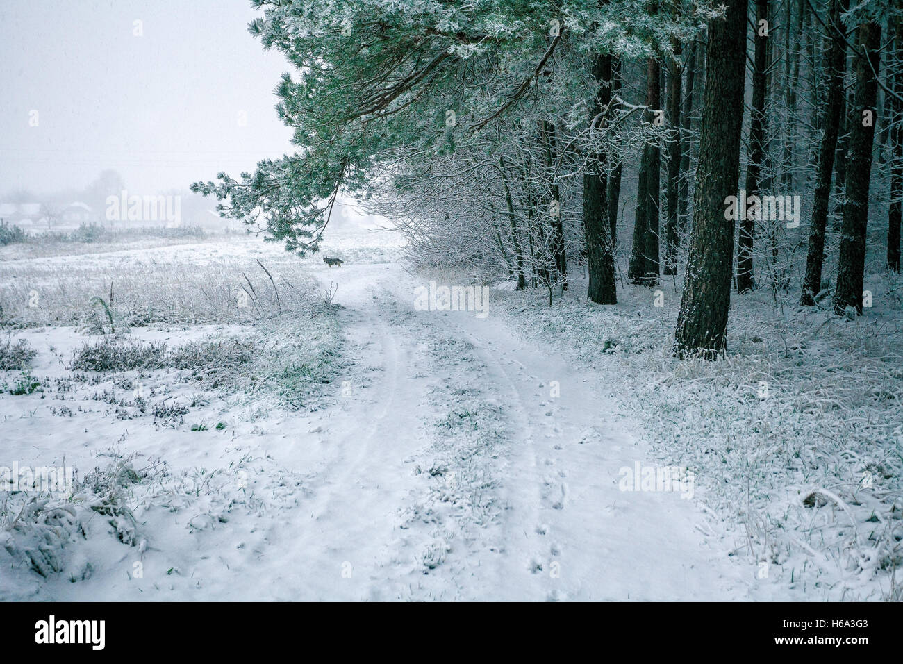 Snowy dirt road along field and pine forest in blizzard Stock Photo - Alamy