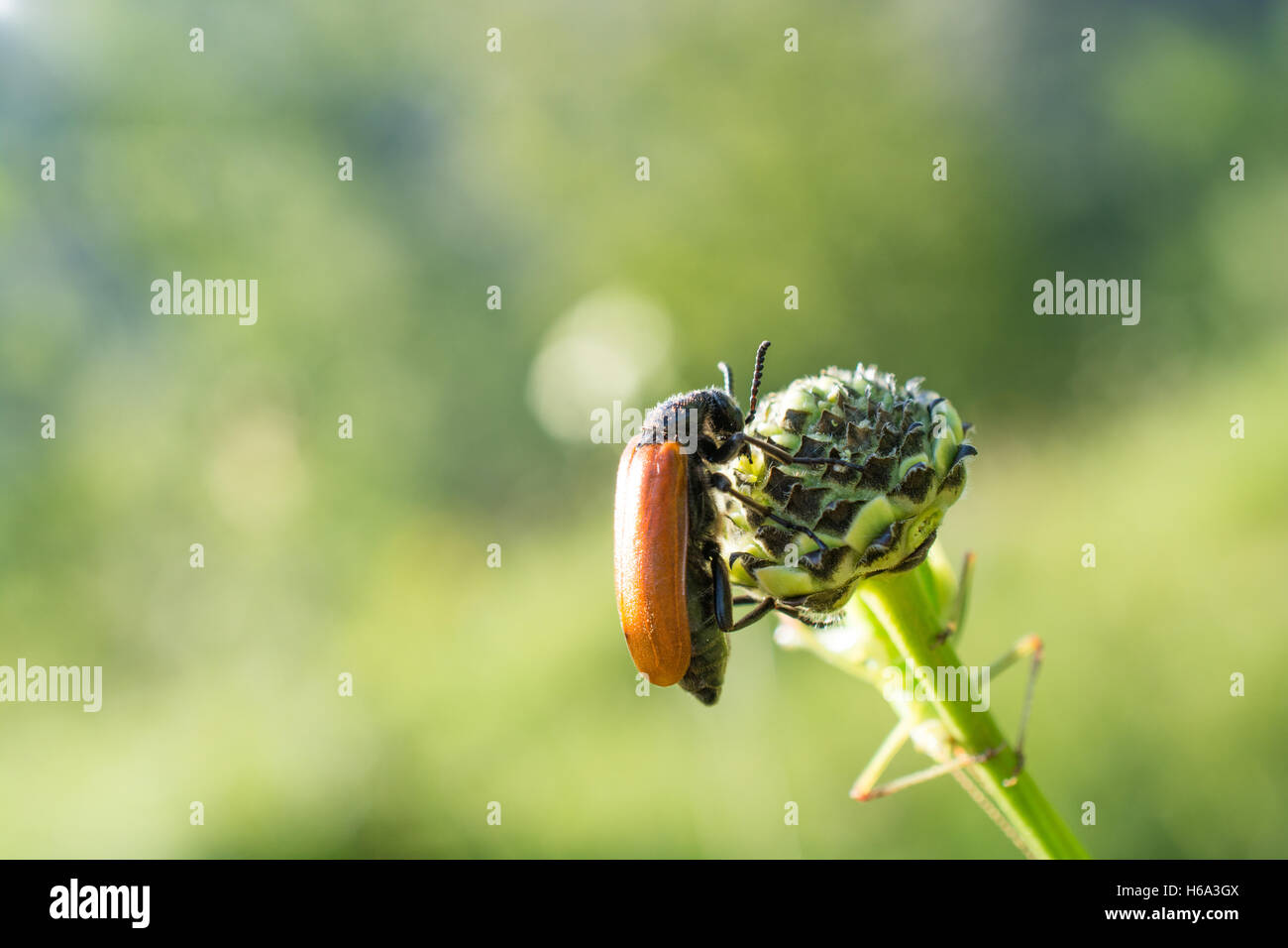 Shield bug on flowers hi-res stock photography and images - Alamy