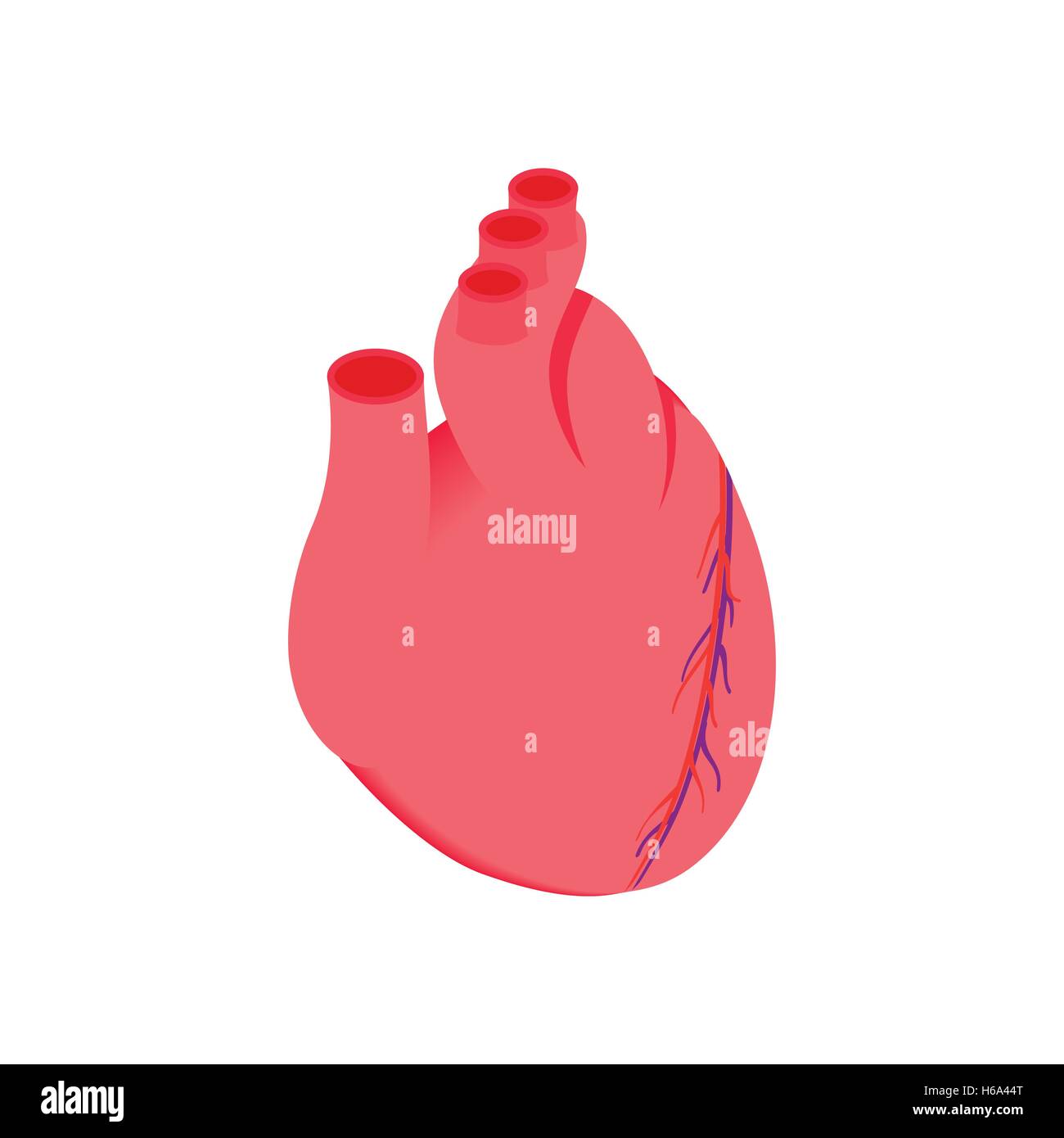Anatomical heart isometric 3d icon Stock Vector Image & Art - Alamy
