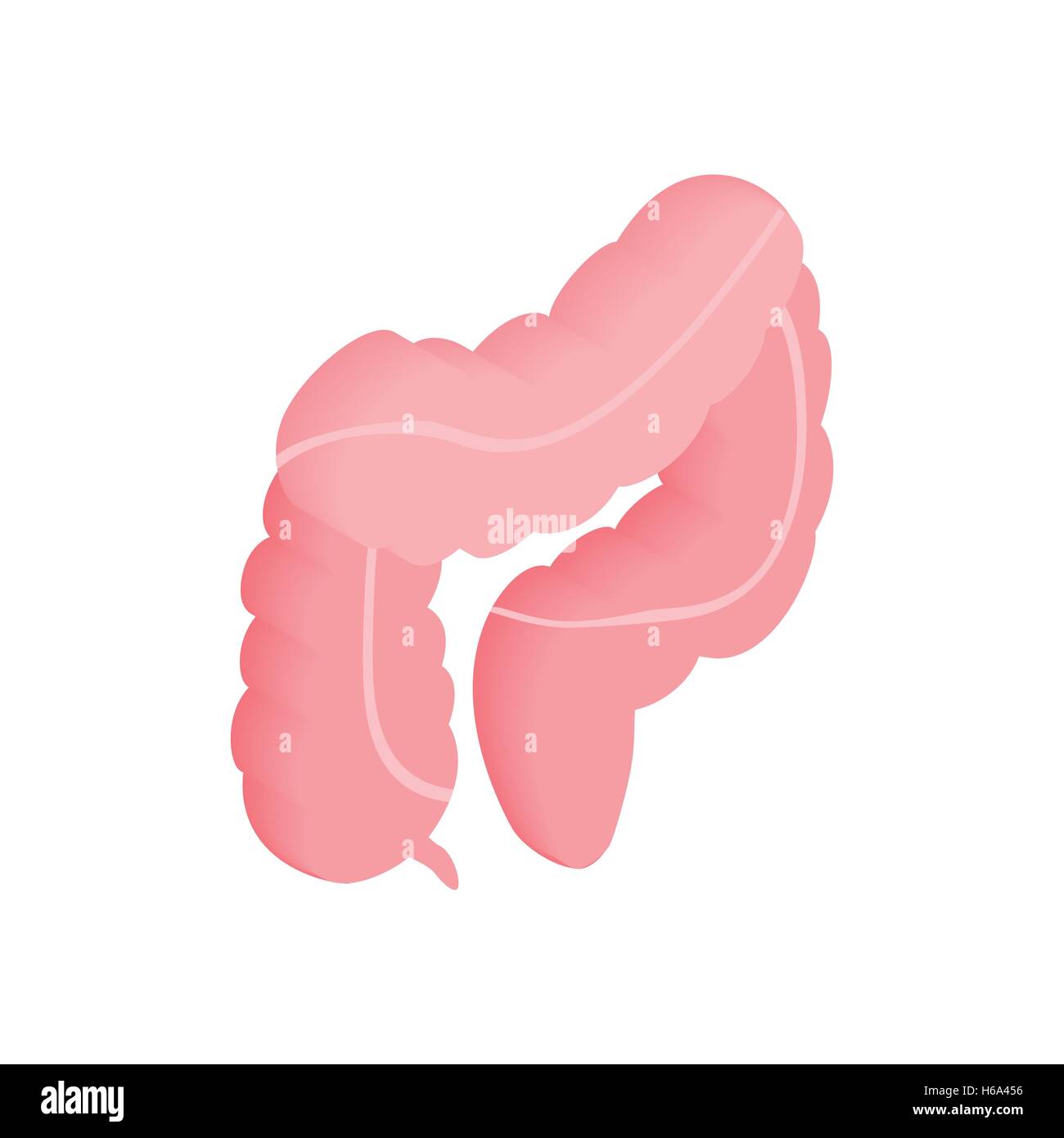 Large intestine isometric 3d icon Stock Vector Image & Art - Alamy