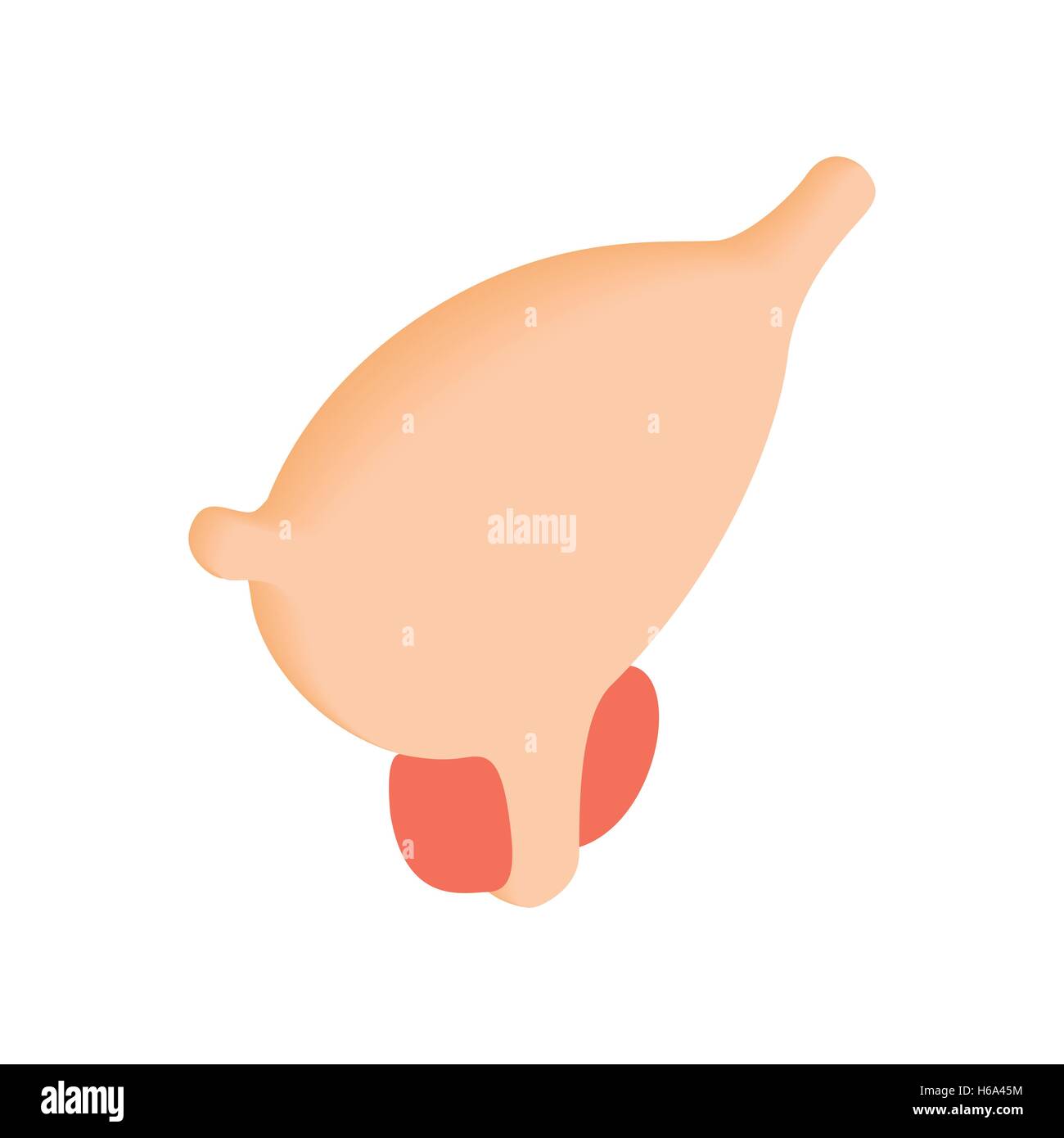 Normal prostate isometric 3d icon Stock Vector Image & Art - Alamy