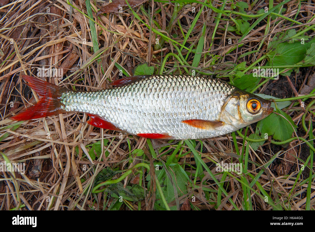 Freshwater fish just taken from the water. Single common rudd fish on ...