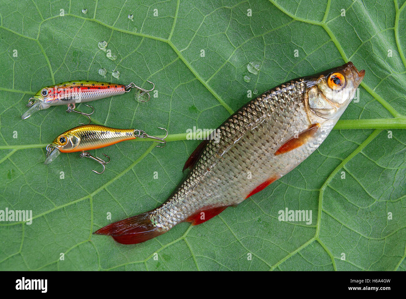 Freshwater fish just taken from the water. Common rudd fish and several ...