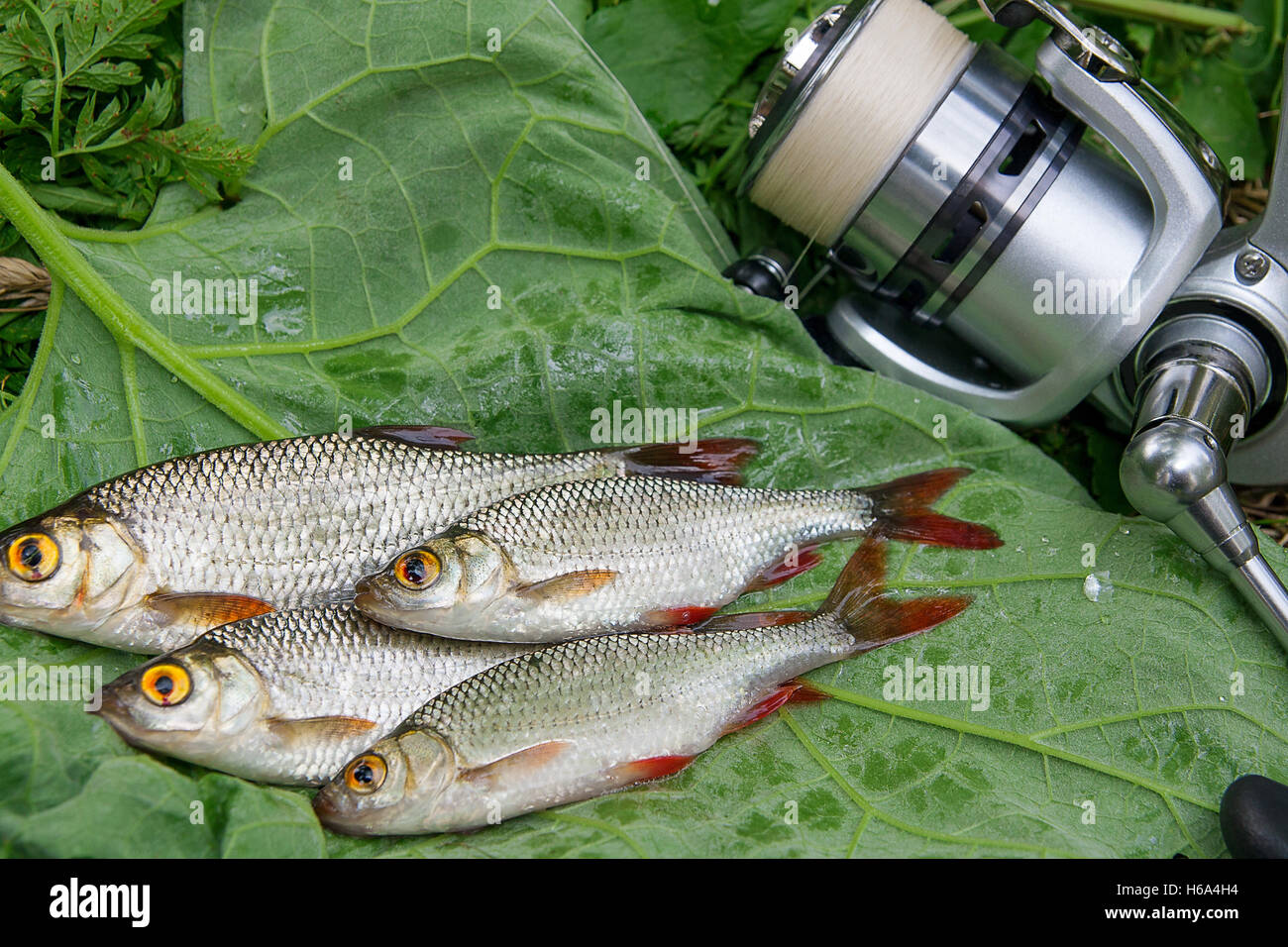 Freshwater fish just taken from the water. Catching freshwater fish and ...