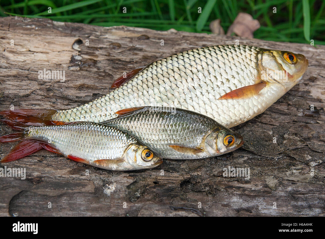 Freshwater fish just taken from the water. Several common rudd fish on ...