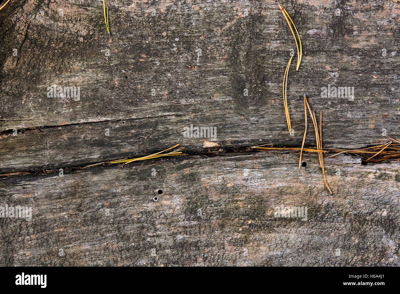 Close up view of moss and fungus for background texture. The surface of ...