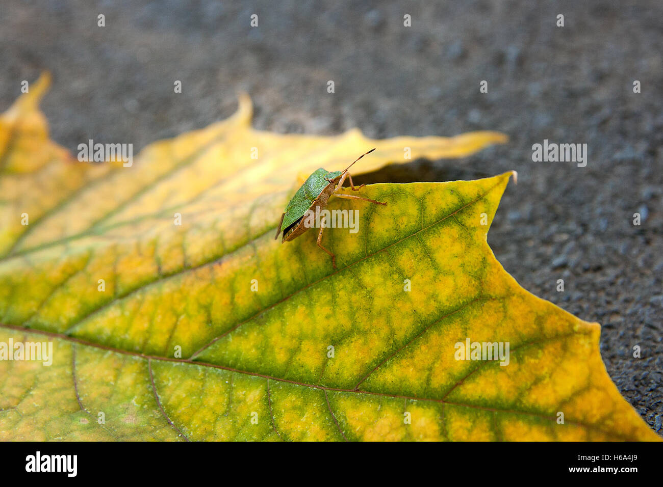 Close up view of a green shield bug or stink bug on autumn maple leaf ...