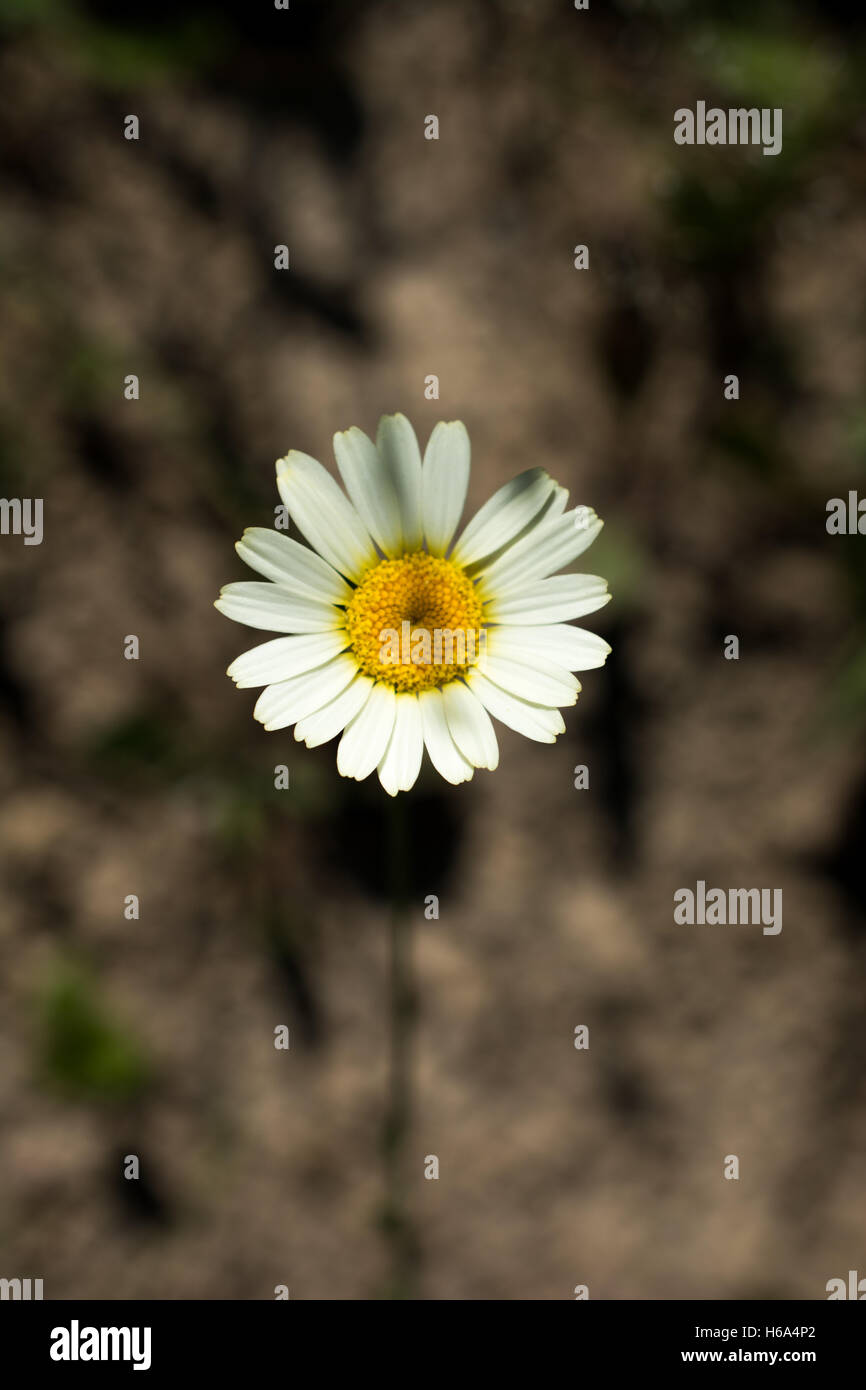 Beautiful daisy flowers in nature background Stock Photo - Alamy