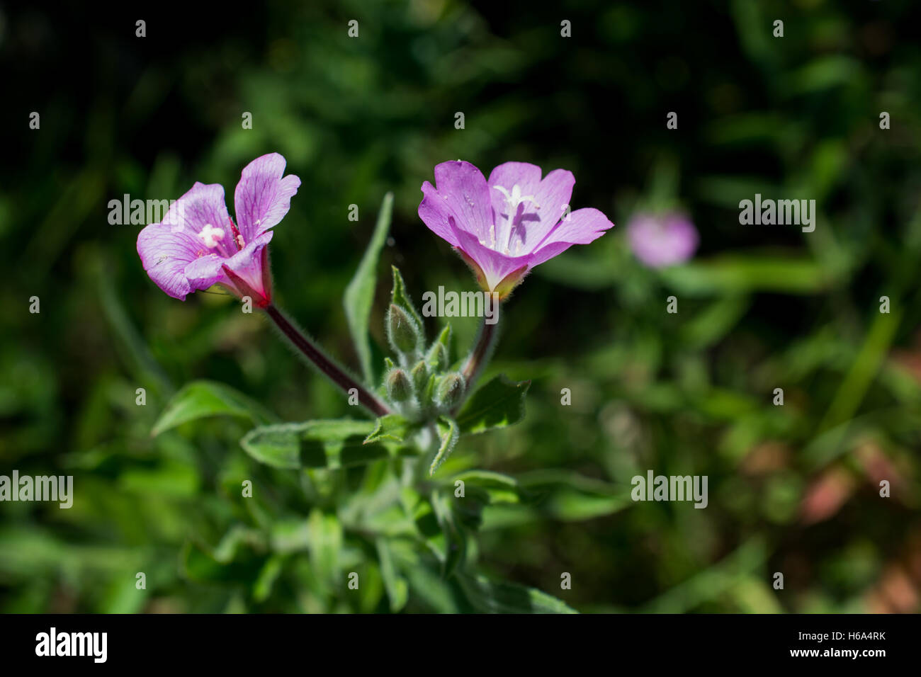 Beautiful fresh flowers in nature background Stock Photo - Alamy