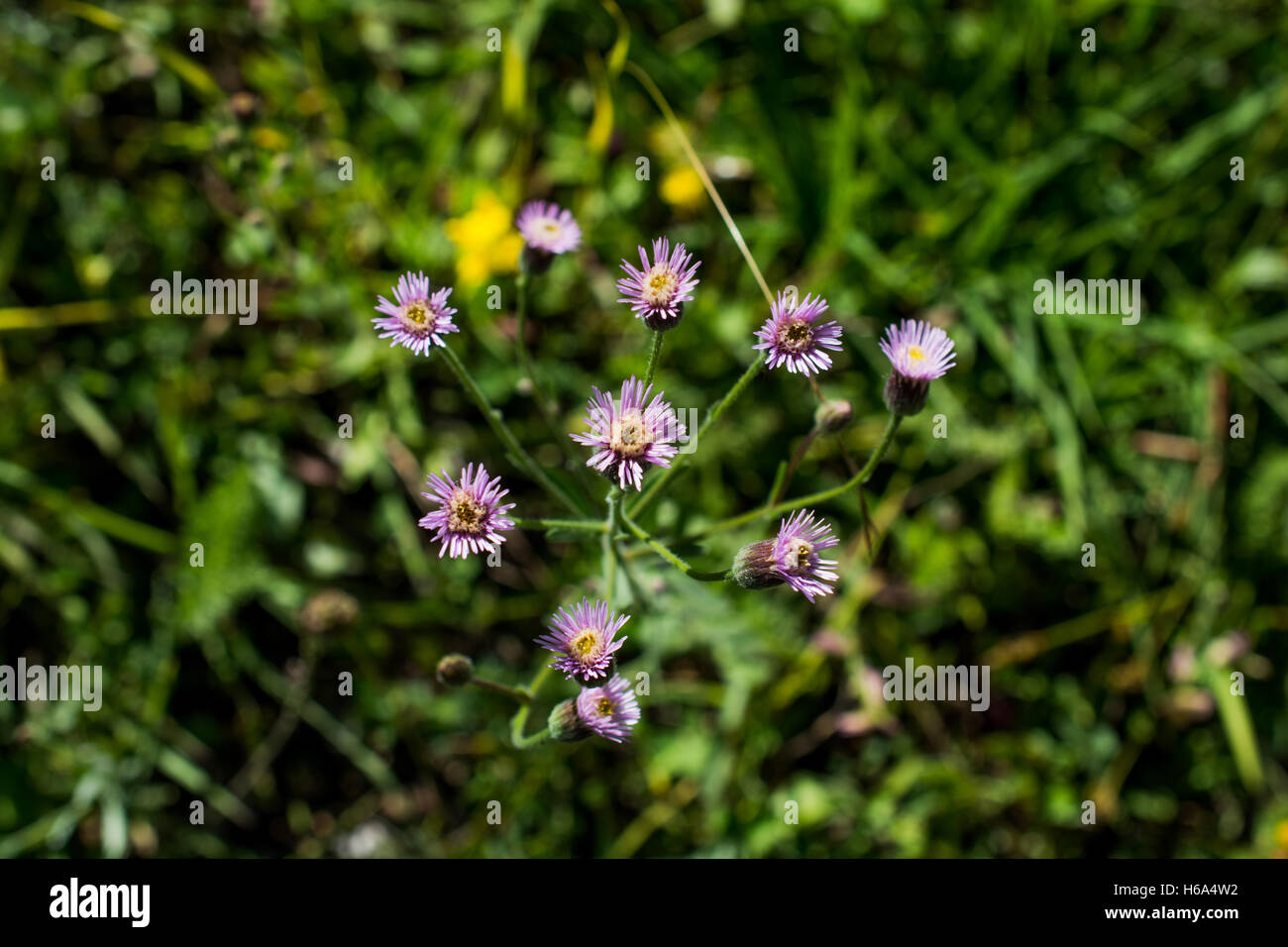 Beautiful fresh flowers in nature background Stock Photo - Alamy