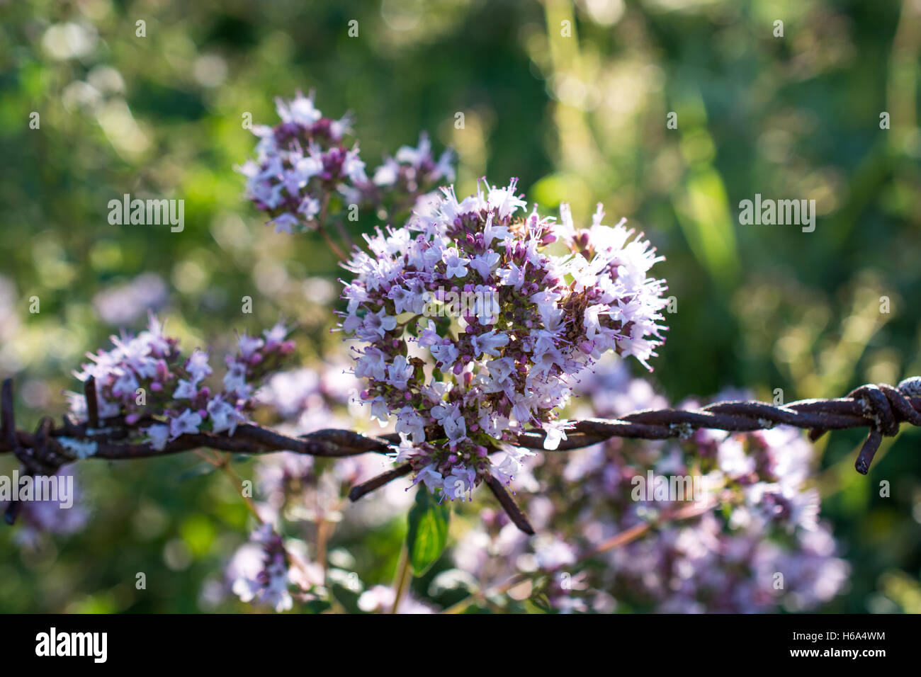 Beautiful fresh flowers in nature background Stock Photo - Alamy