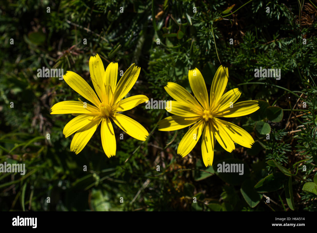 Beautiful fresh flowers in nature background Stock Photo - Alamy