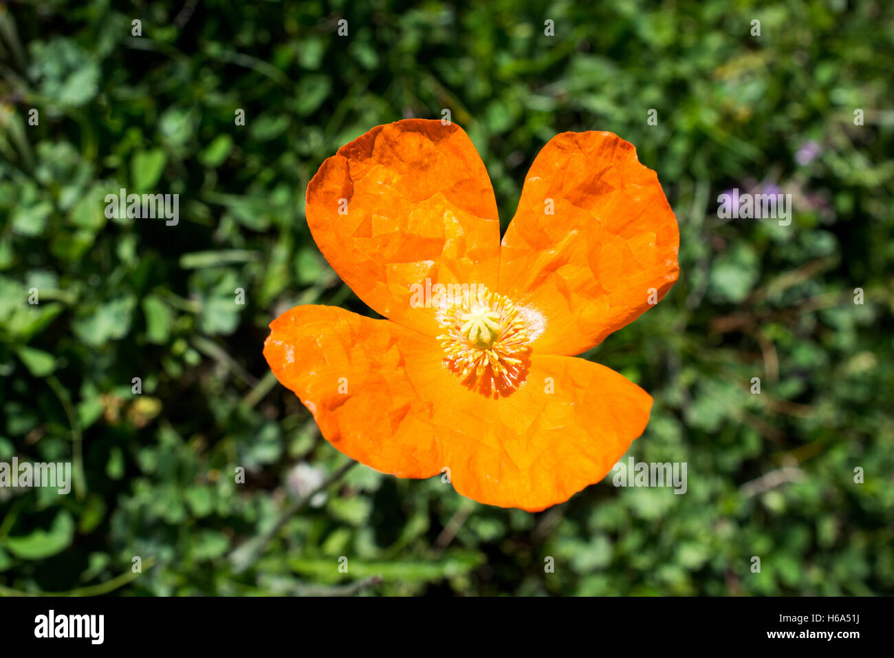 Beautiful Oriental poppy flowers in nature background Stock Photo - Alamy