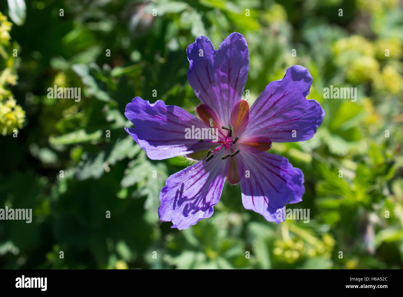 Beautiful fresh flowers in nature background Stock Photo - Alamy