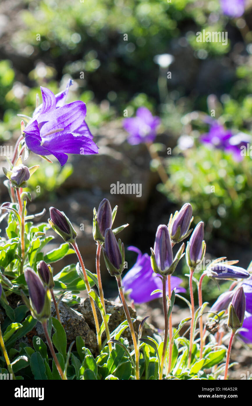 Beautiful Bellflower flowers in nature background Stock Photo - Alamy