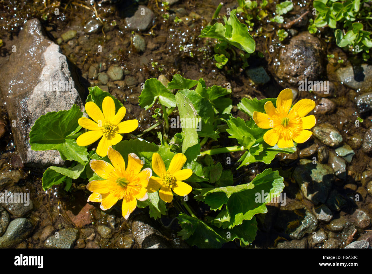 Beautiful fresh flowers in nature background Stock Photo - Alamy