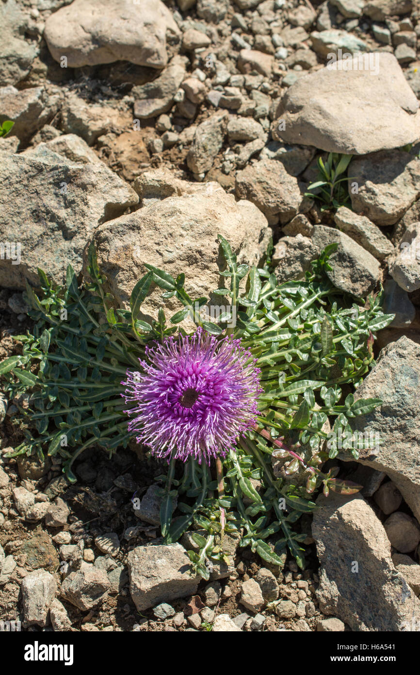Beautiful fresh flowers in nature background Stock Photo - Alamy